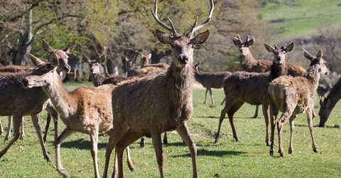 Cerf Elaphe | La Vallée des Cerfs