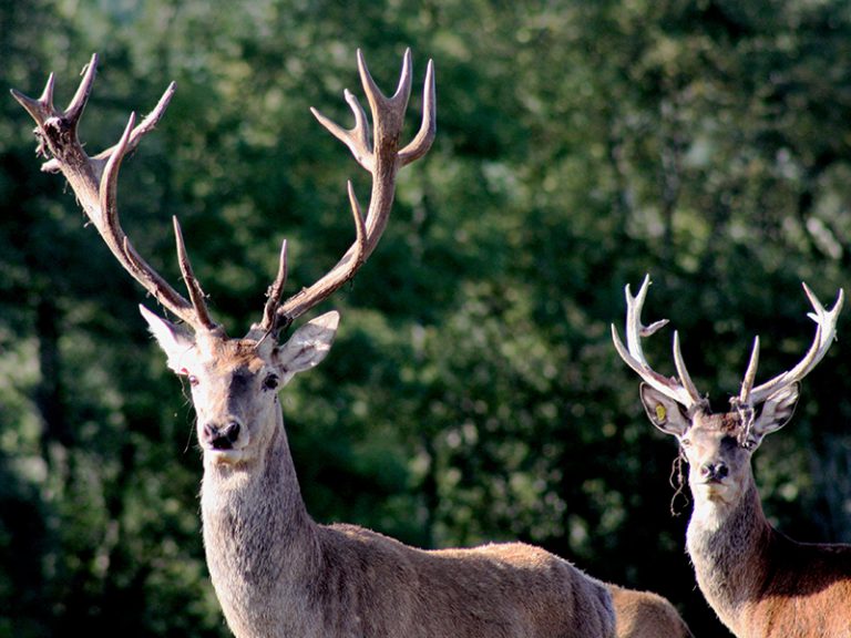 Cerf Elaphe | La Vallée des Cerfs