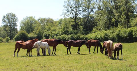 Visite de la ferme | La Vallée des Cerfs
